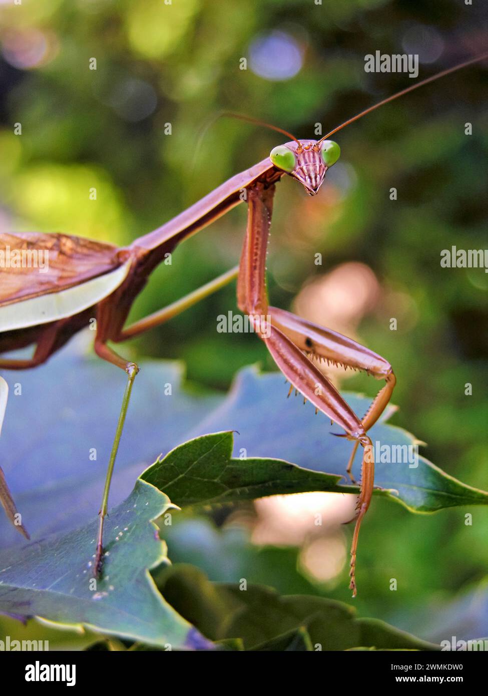 Praying Mantis resting on a plant Stock Photo - Alamy