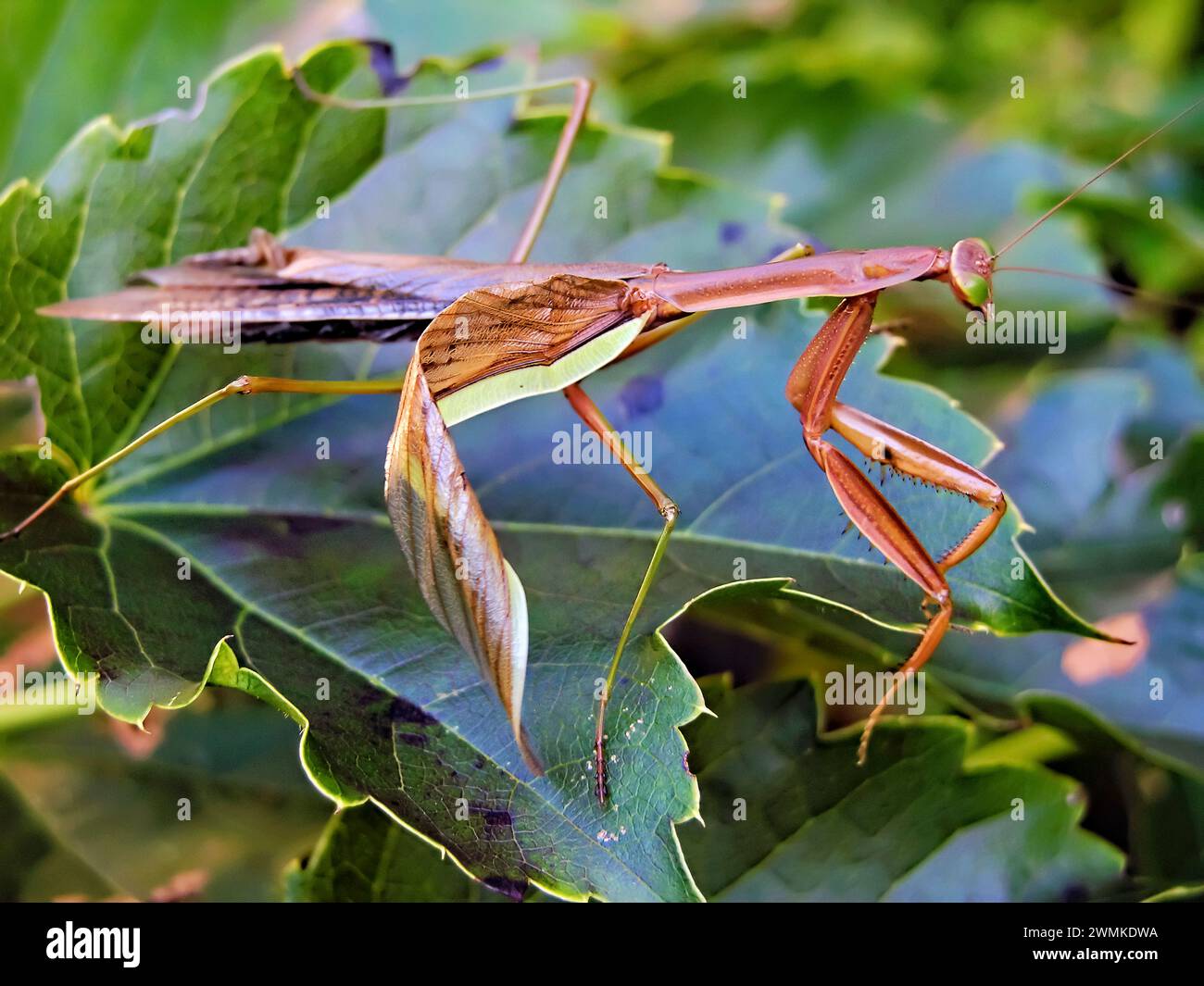Praying Mantis resting on a plant Stock Photo - Alamy