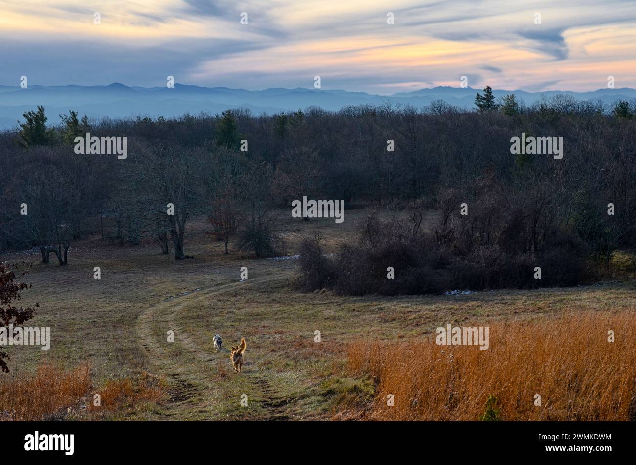 Two dogs run down a hillside with mountains and clouds in the ...