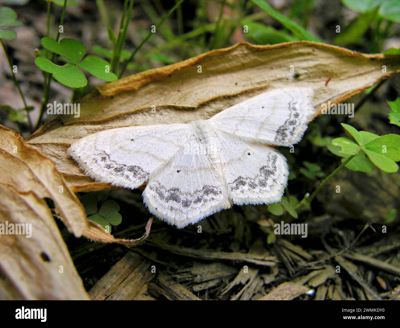 Vegetation and insects hi-res stock photography and images - Alamy