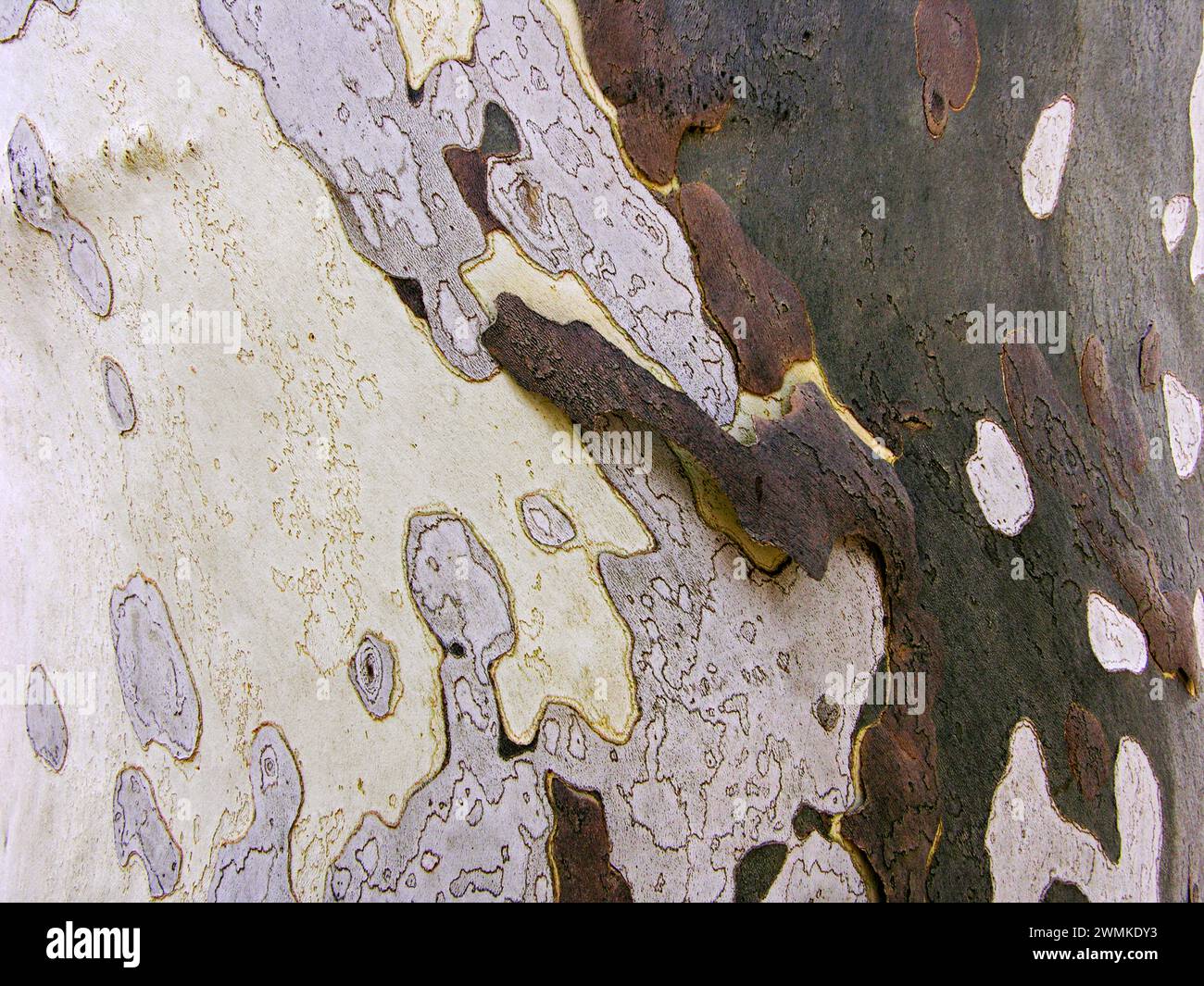 Abstract designs from bark peeling from a tree trunk Stock Photo - Alamy