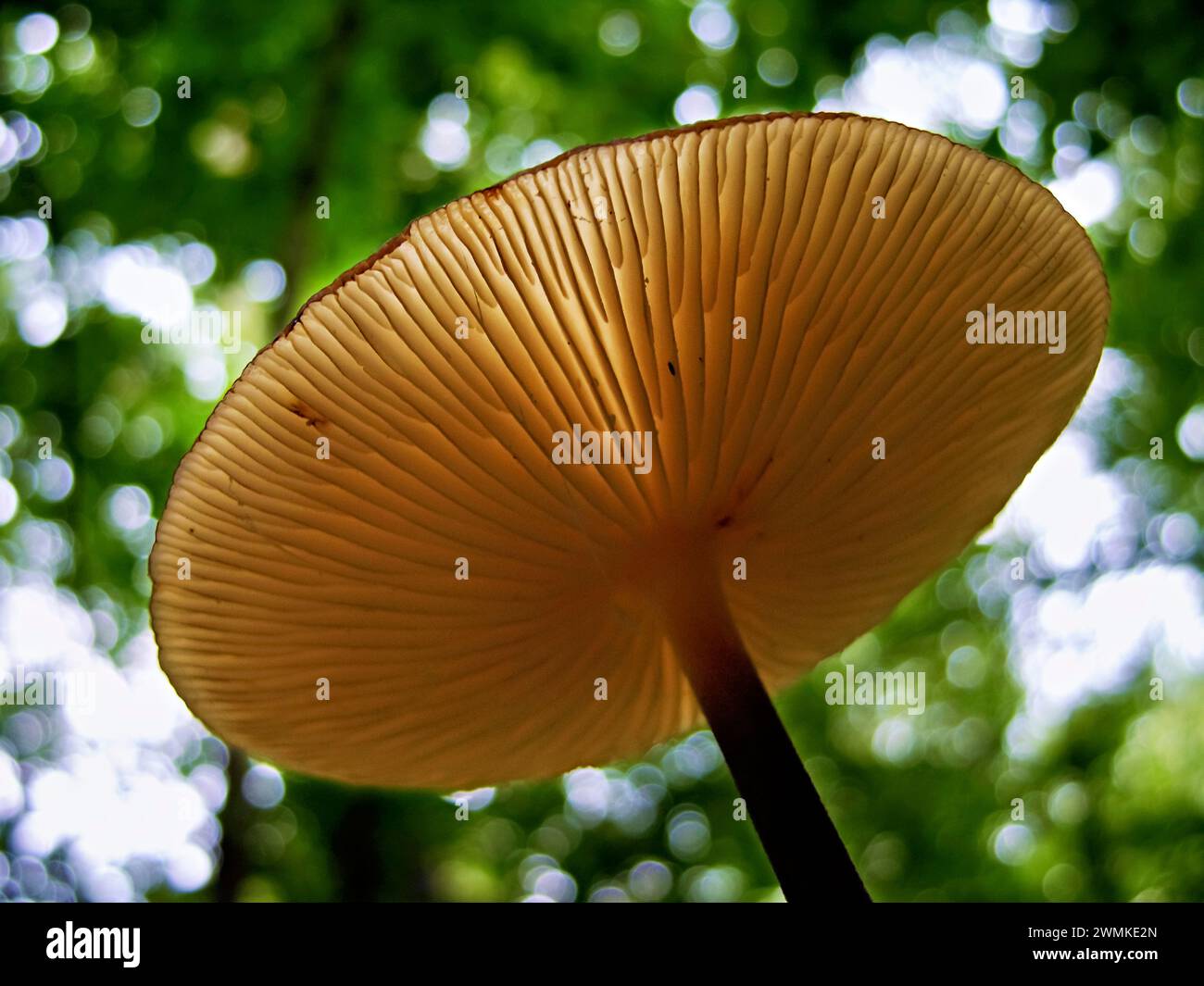 Underside of a mushroom on a slender stalk in a woodland; North ...