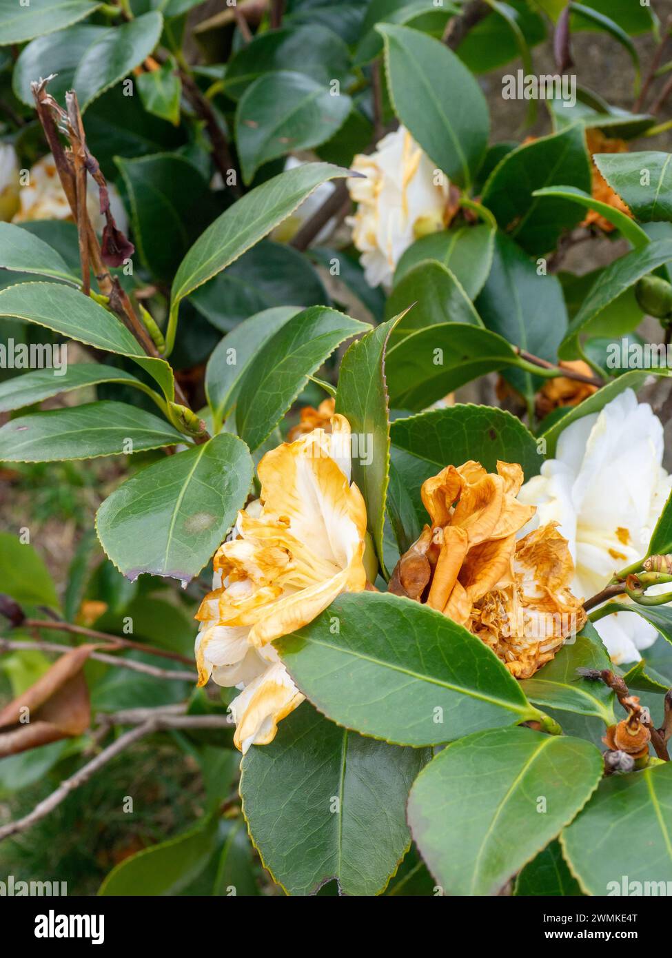 White withered flowers. Flora in winter in the south. White roses fall ...