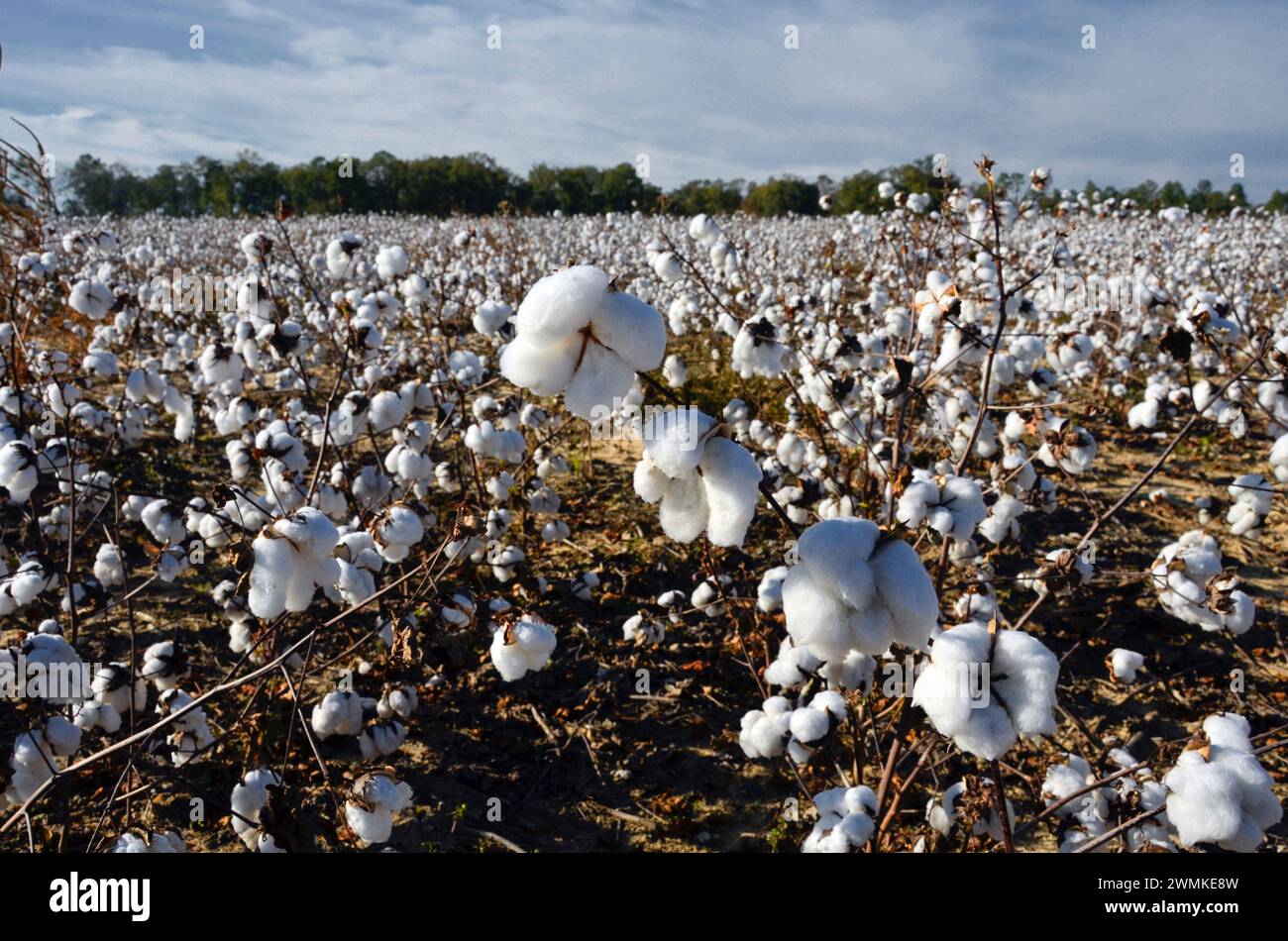 Field of cotton ready for harvesting, near Juliette, Georgia, USA ...