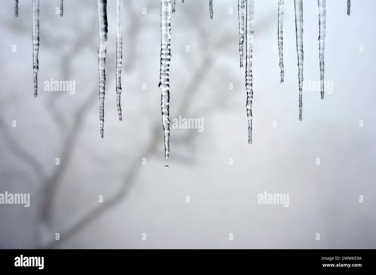 Single water droplet falls from icicles with a wintry scene in the ...