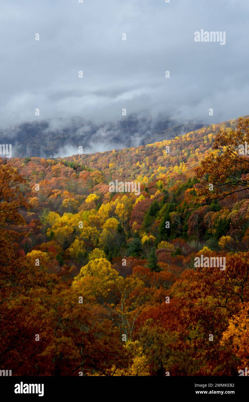 Autumn scene in the Blue Ridge Mountains with vibrant autumn coloured ...