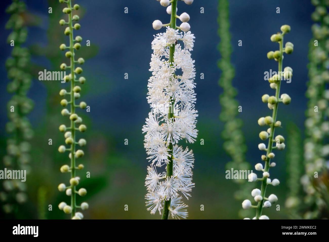 White spike hi-res stock photography and images - Alamy