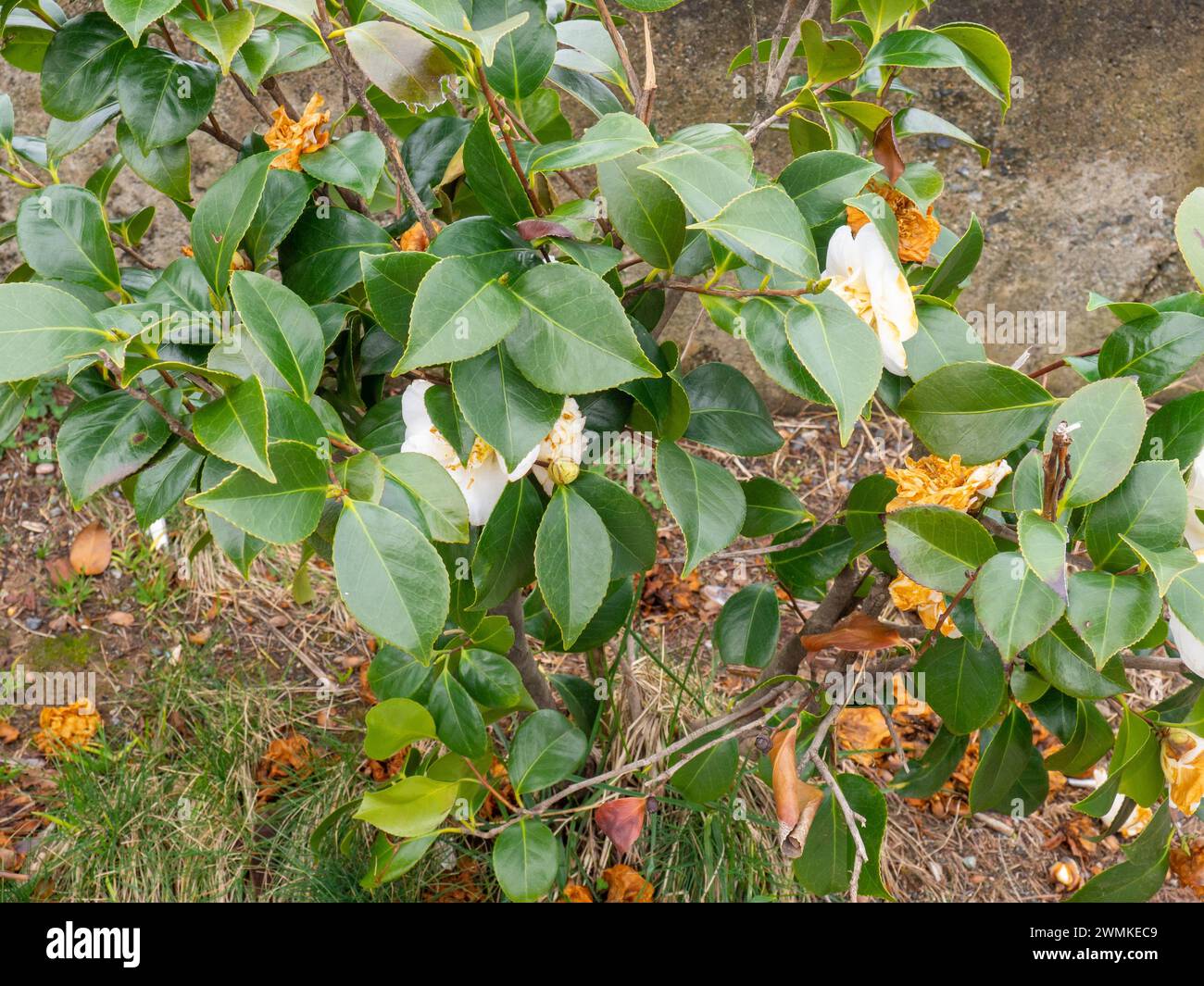 White withered flowers. Flora in winter in the south. White roses fall ...