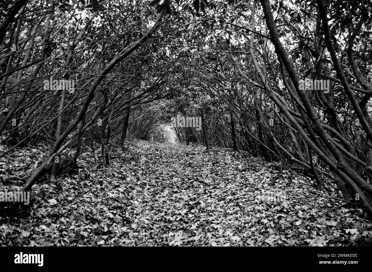 Black and white image of a rhododendron tunnel, a footpath lined with ... Black and white image of a rhododendron tunnel, a footpath lined with ...