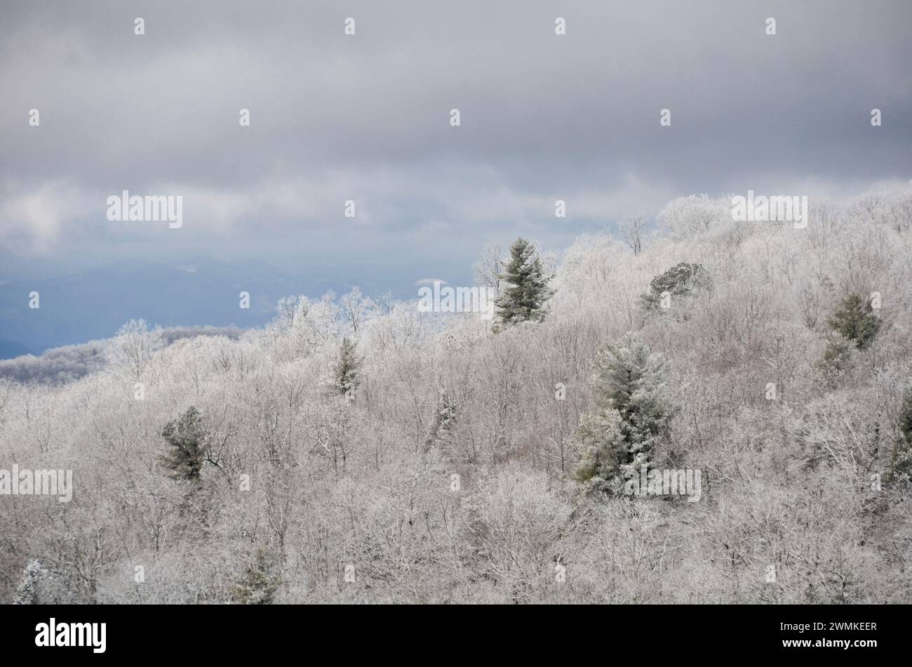 Hoar frost covers trees hi-res stock photography and images - Alamy