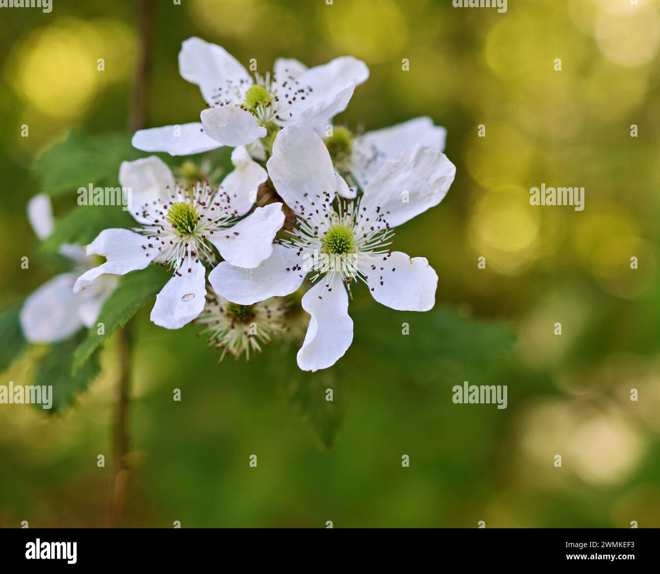 White berry blossoms on a plant with a bokeh green background Stock ...