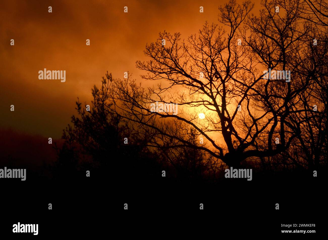 Golden light filters through hi-res stock photography and images - Alamy