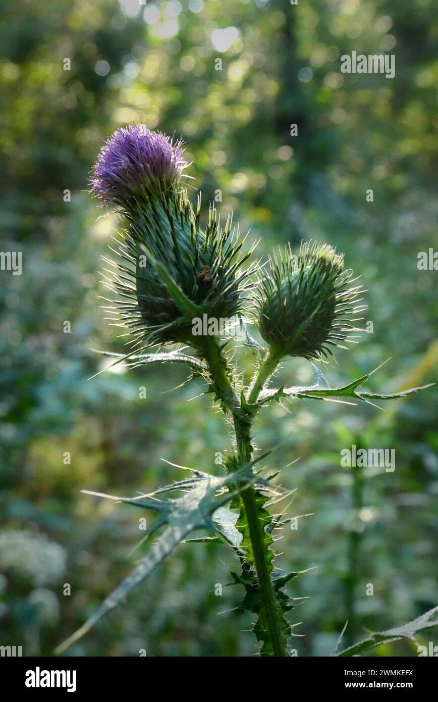Flowering thistle blossom hi-res stock photography and images - Alamy