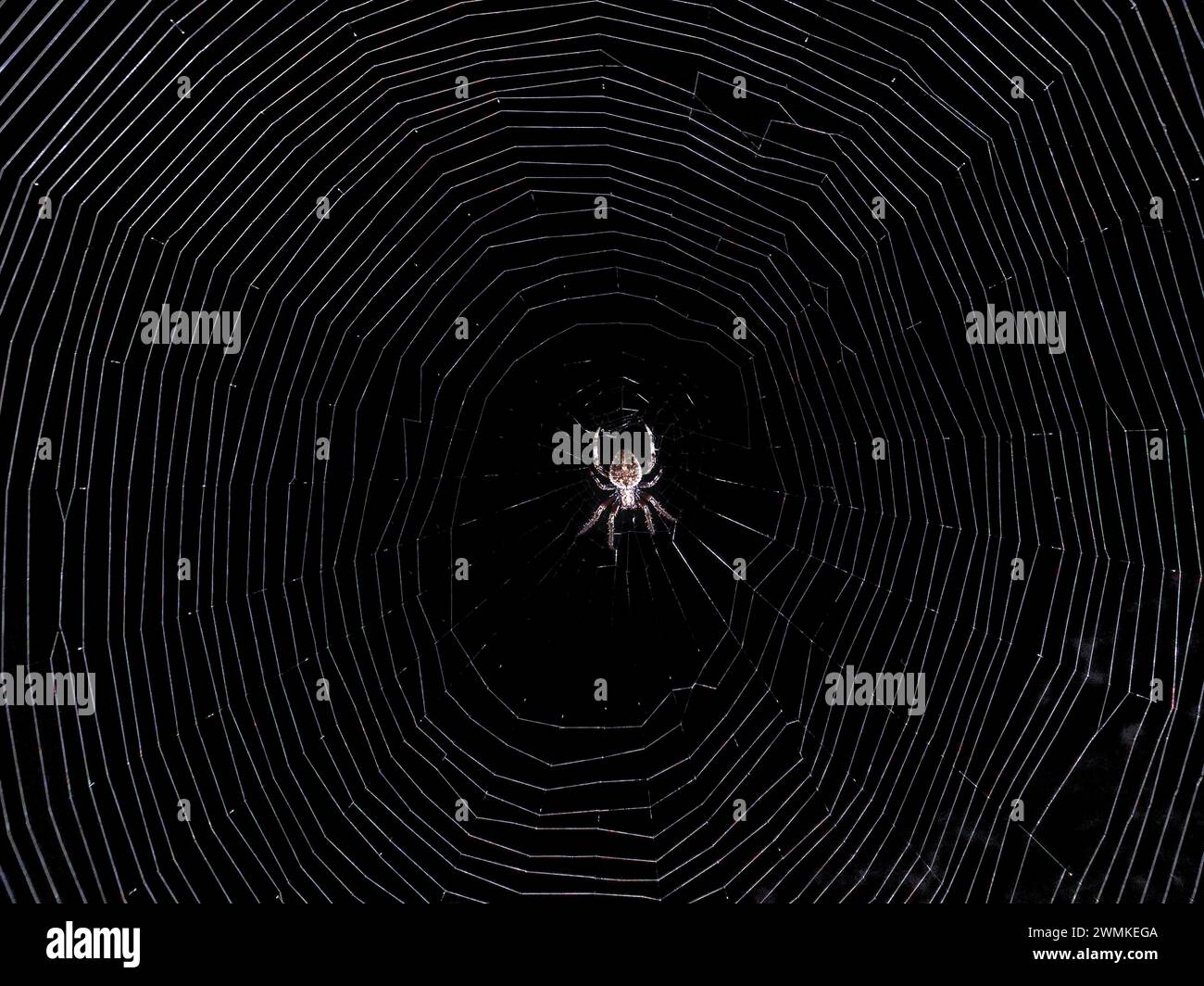 Orb weaver spiders hi-res stock photography and images - Alamy