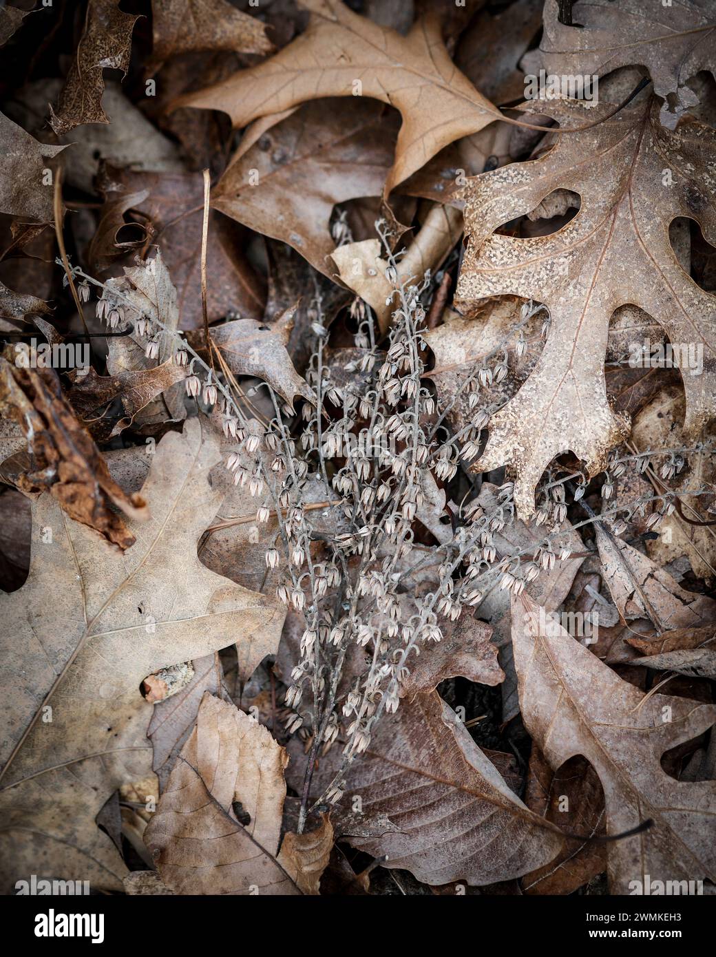 Wildflowers leaf leaves hi-res stock photography and images - Alamy
