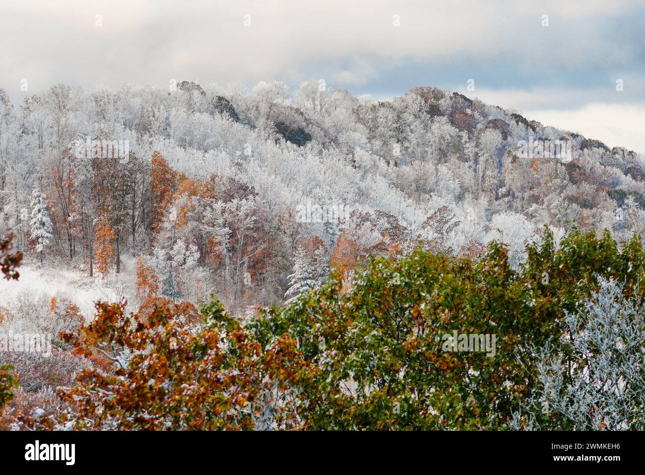 Snow covers trees with autumn colors after a rare October snow storm in ...