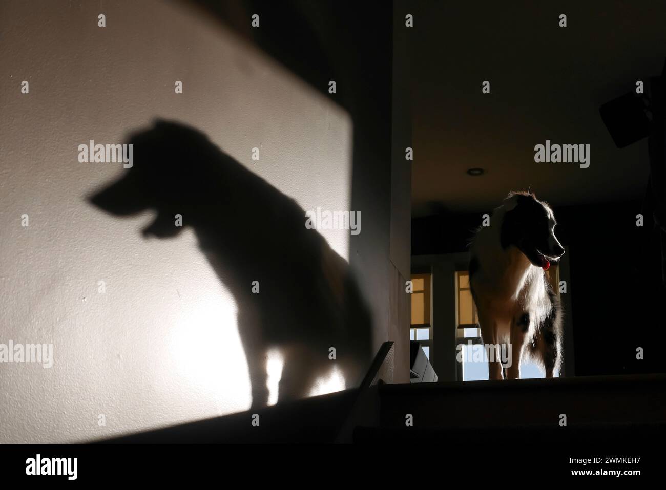 Australian Shepherd dog casts an ominous shadow against a wall at the ...