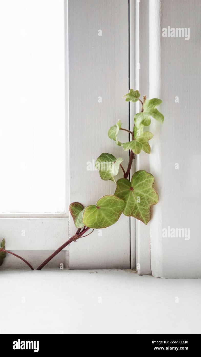 Glass plants hi-res stock photography and images - Alamy