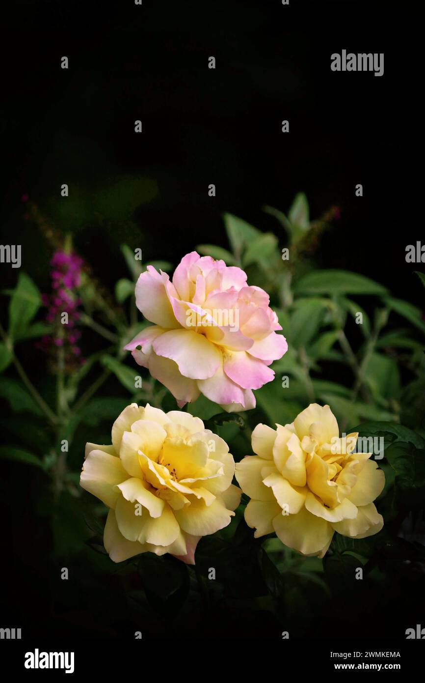 Three colors rose hi-res stock photography and images - Alamy
