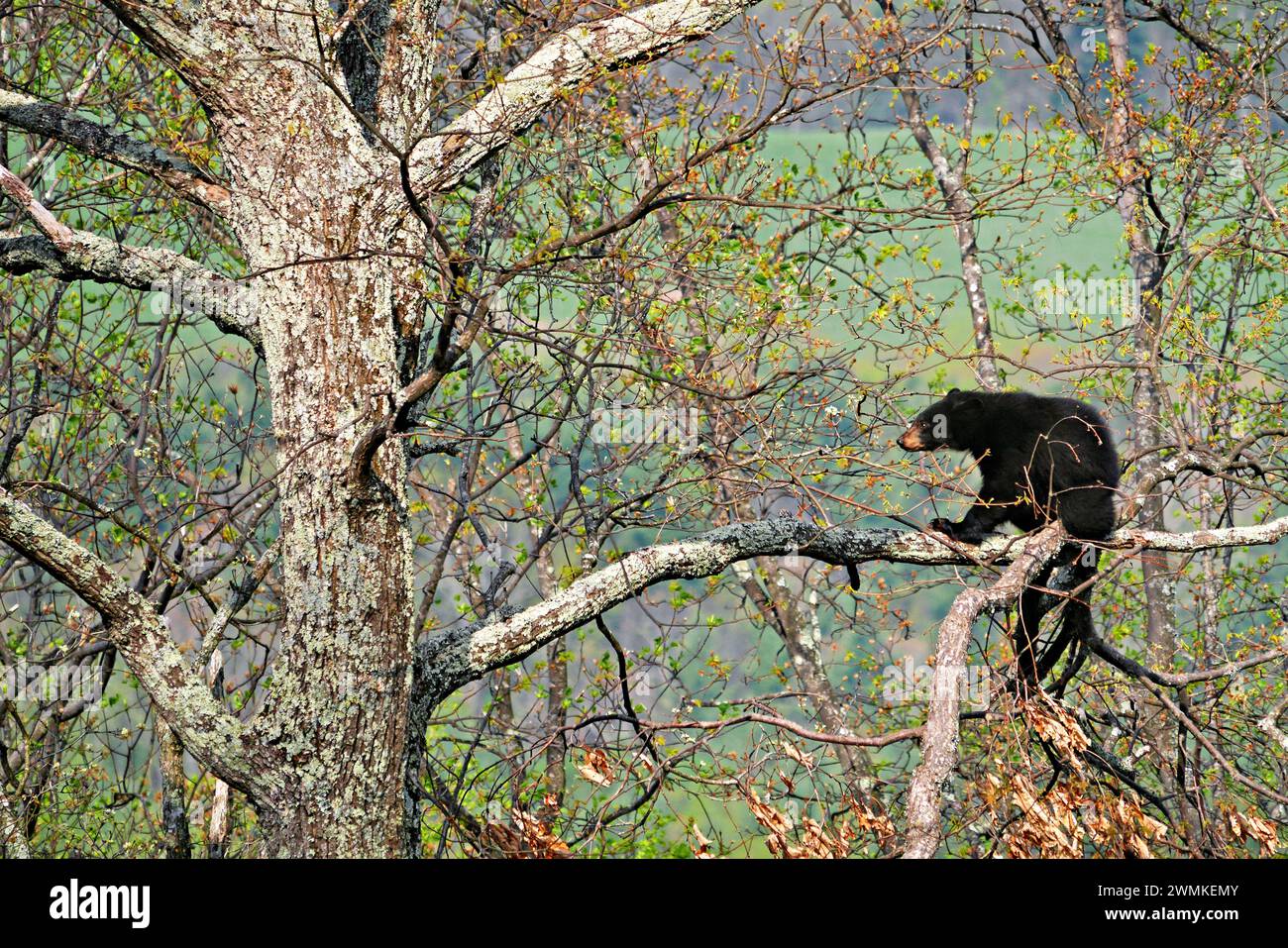American black bear (Ursus americanus) sits on an intersection of high ...