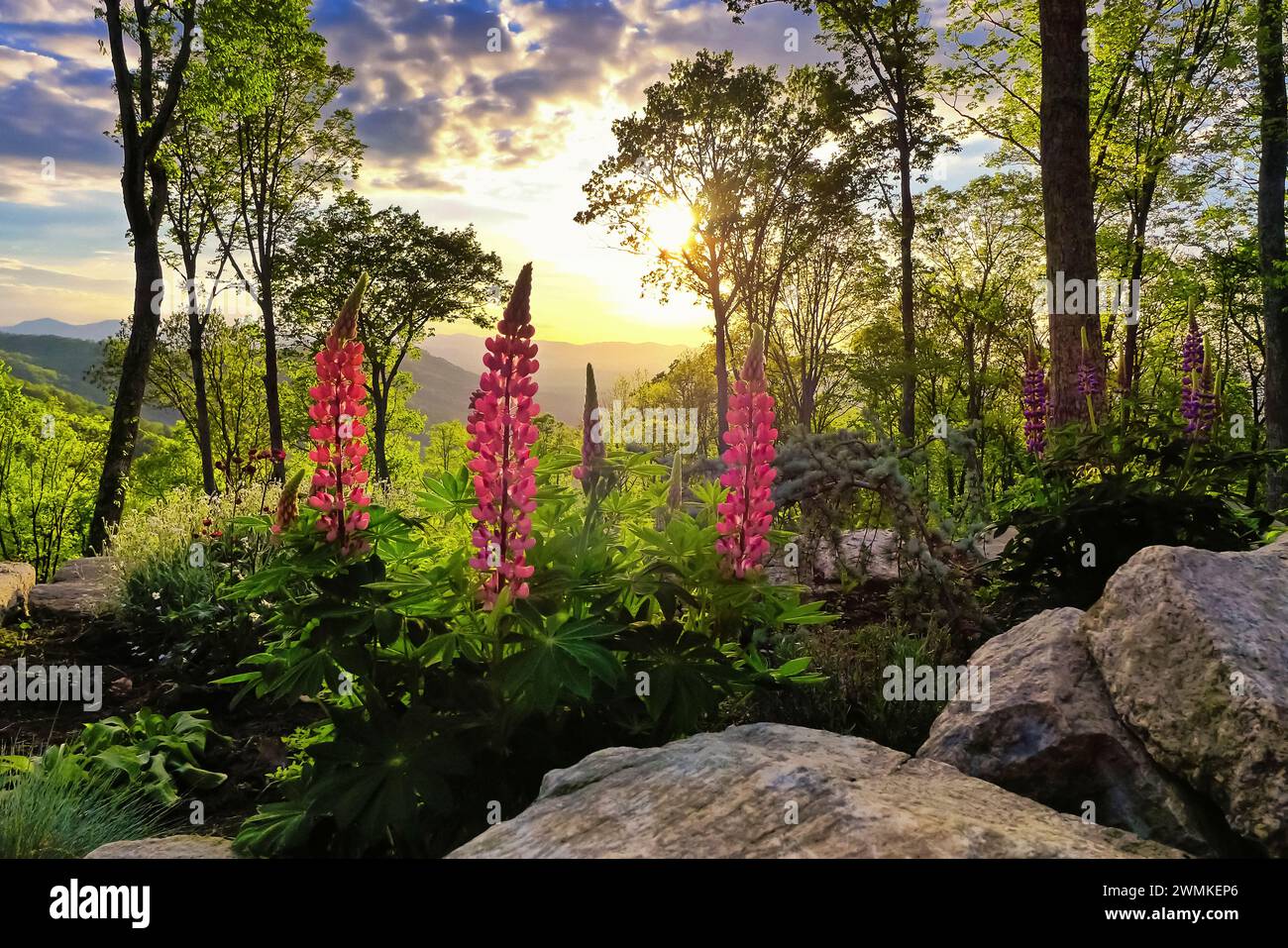 Tall spikes of pink lupine blossoms are backlit by a mountain sunset ...