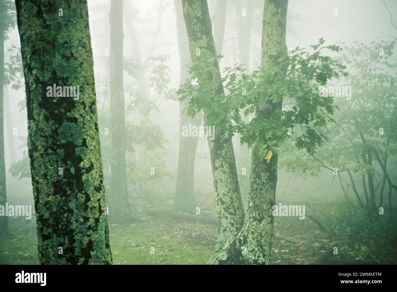 Trees shrouded in mist hi-res stock photography and images - Alamy