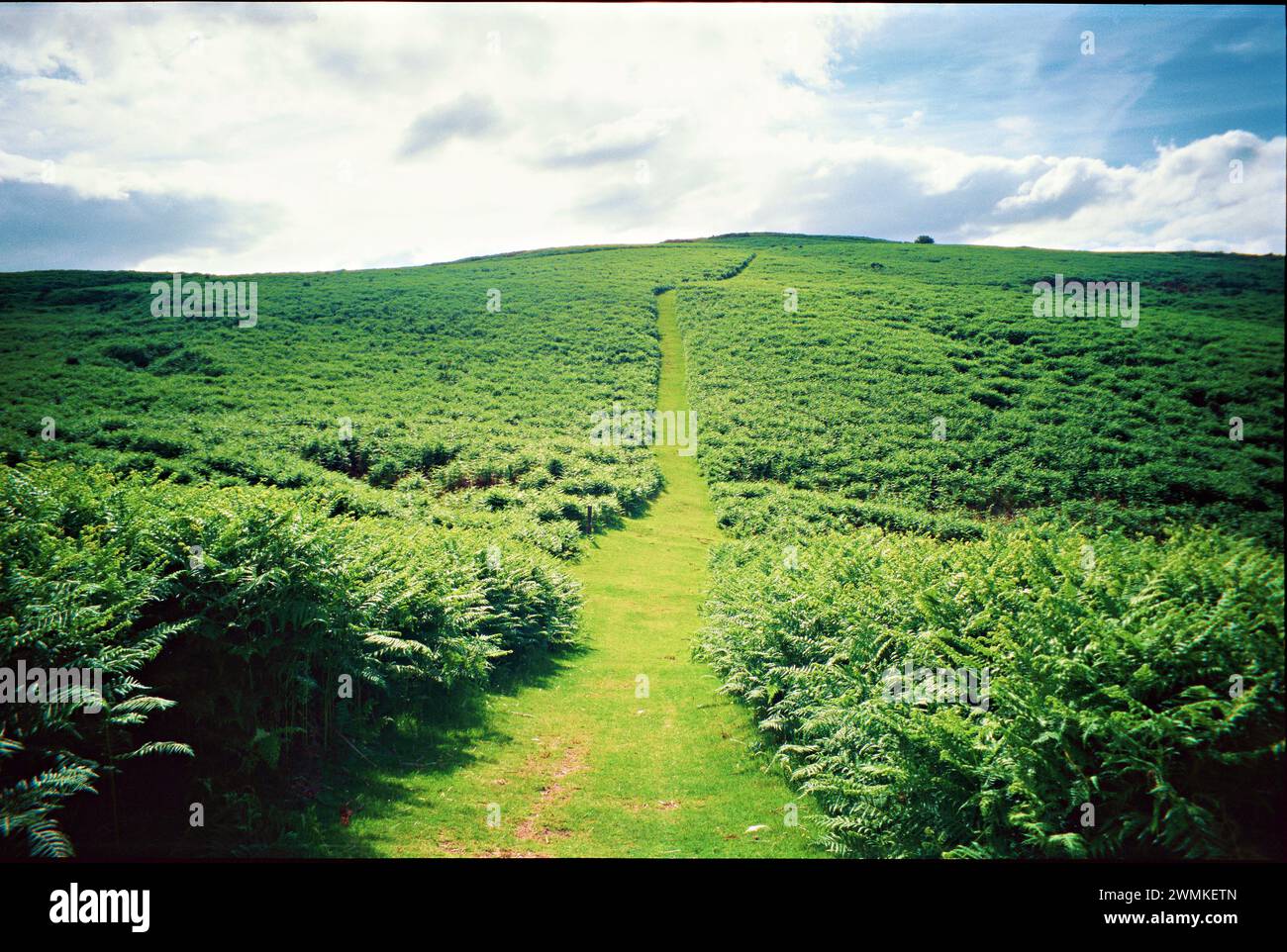 Rolling landscape with a grass path leading through vast fields of lush ...