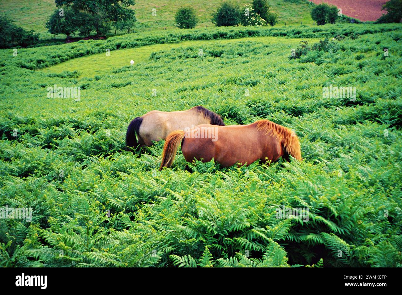 Lush two ferns hi-res stock photography and images - Alamy