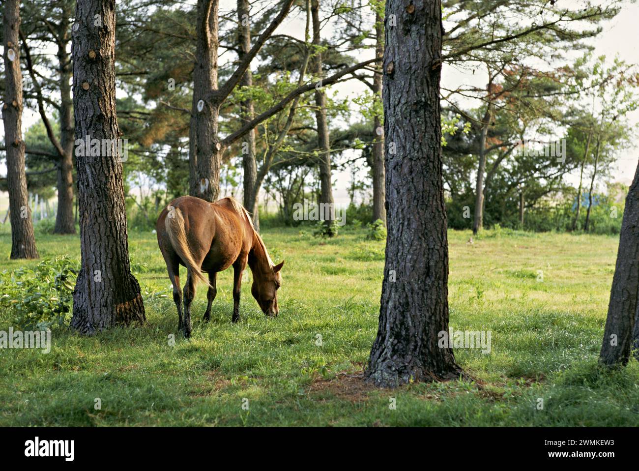 Horse grazing in country hi-res stock photography and images - Alamy