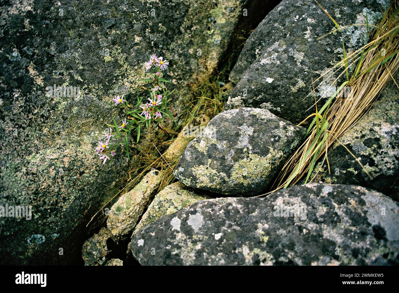 Wildflowers and grass find a tenuous hold among large rocks; United ...