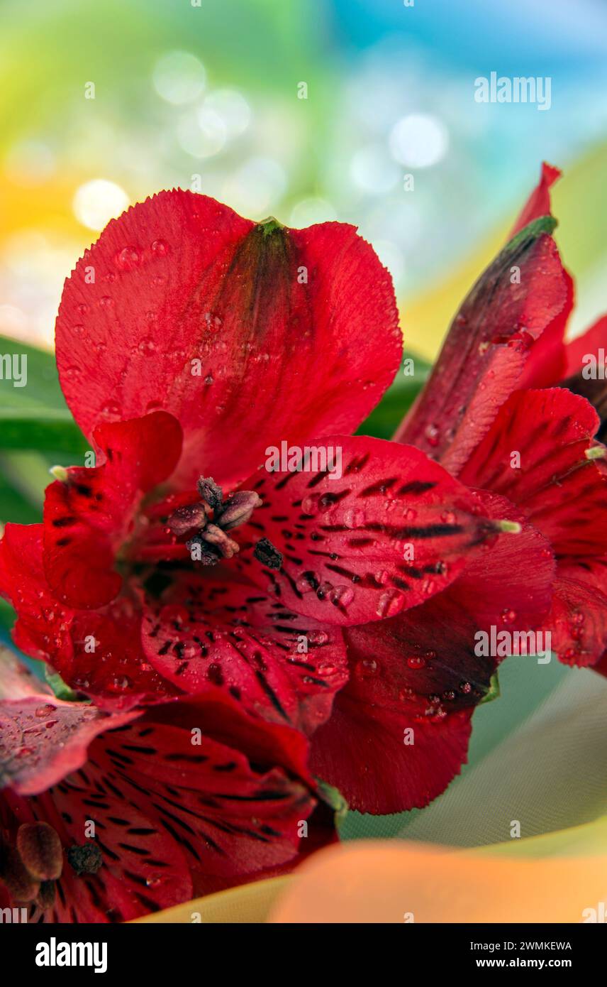 Red Peruvian lilies (Alstromeria) in bloom; Studio Stock Photo - Alamy