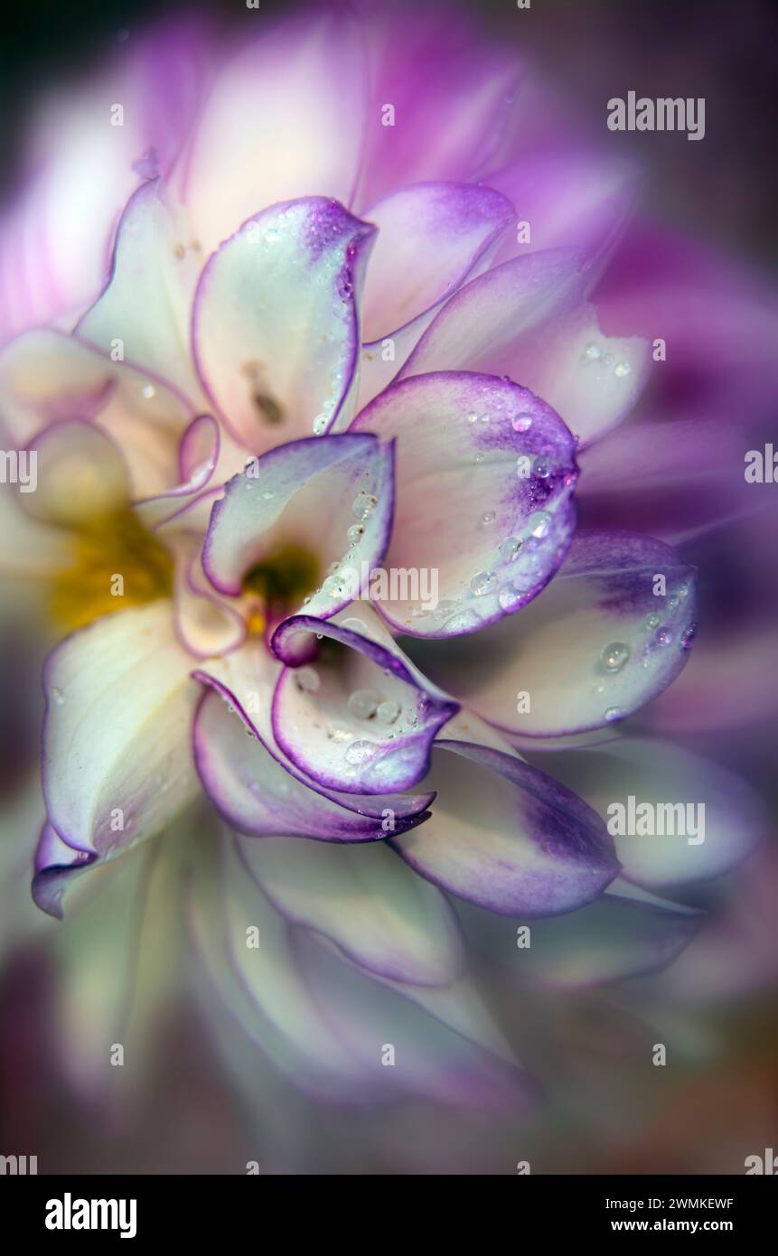 Good golly miss molly hi-res stock photography and images - Alamy