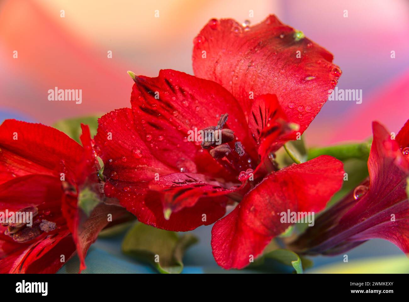 Red Peruvian lilies (Alstromeria) in bloom; Studio Stock Photo - Alamy