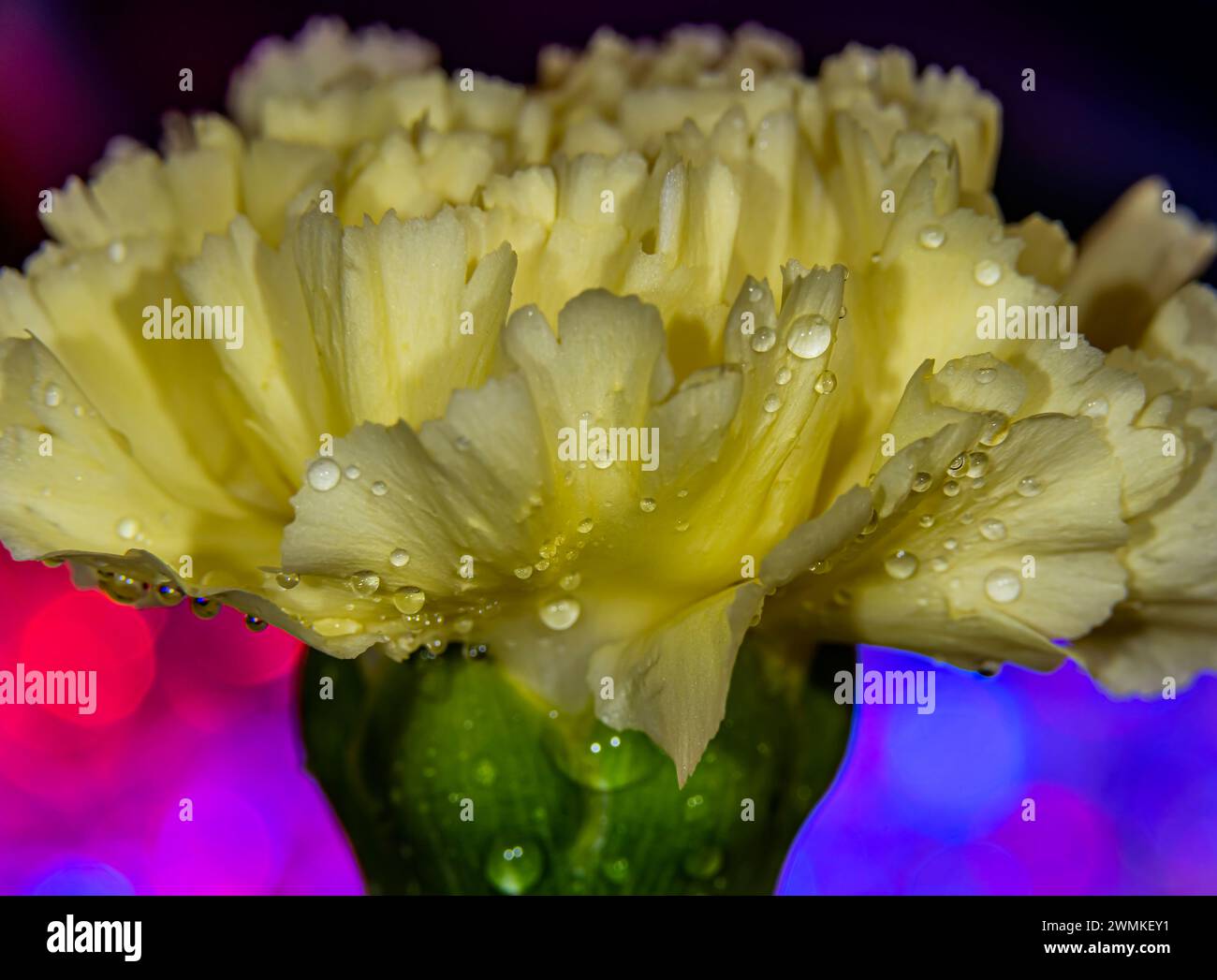 Carnation plants hi-res stock photography and images - Alamy