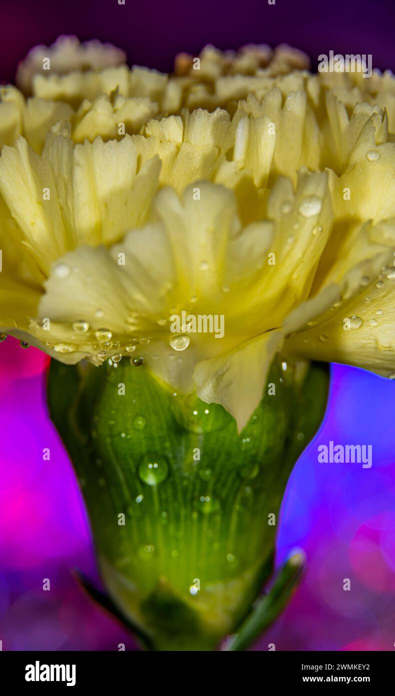 Close-up of a beautiful yellow carnation (Dianthus caryophyllus) with ...