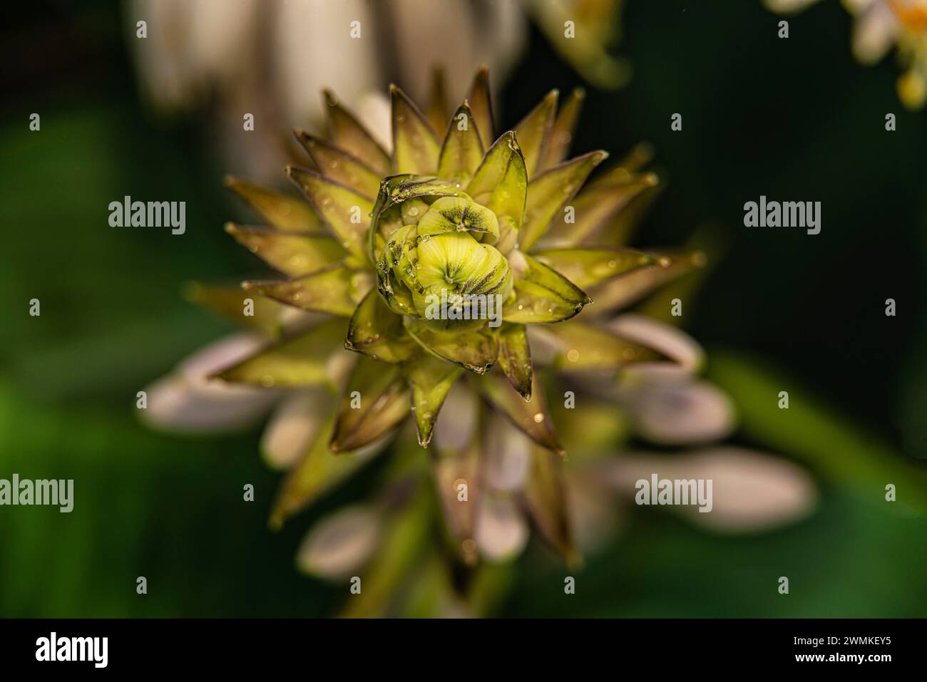 Hosta in bloom hi-res stock photography and images - Alamy