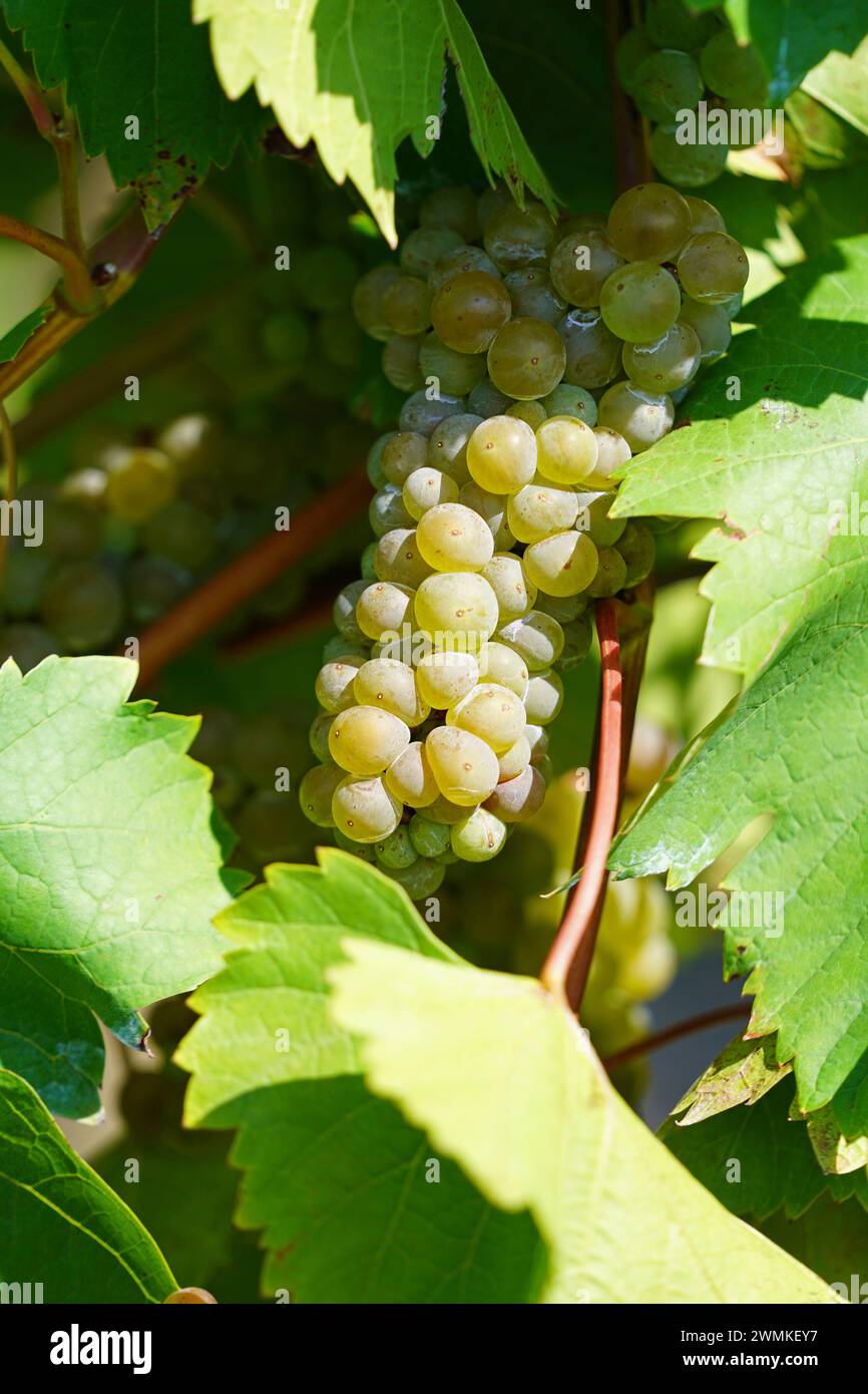 Reisling Grapes on the vine in sunlight Stock Photo - Alamy