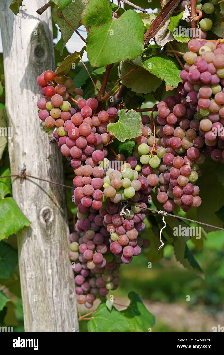 Clusters of ripe grapes on a vine with post and wire, Finger Lakes ...