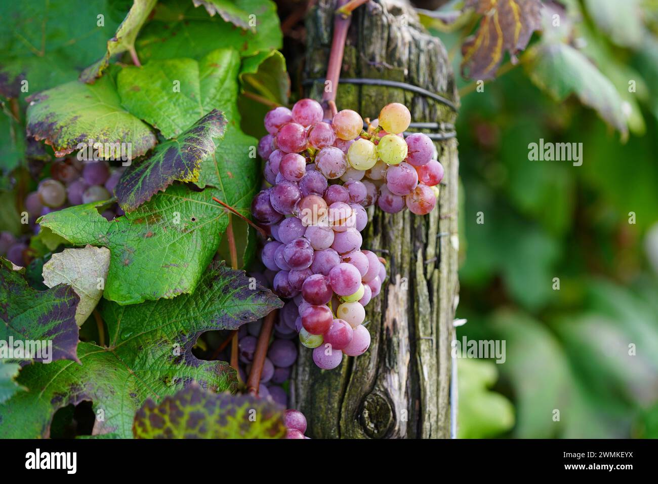 Clusters of ripe grapes on a vine with post and wire, Finger Lakes ...