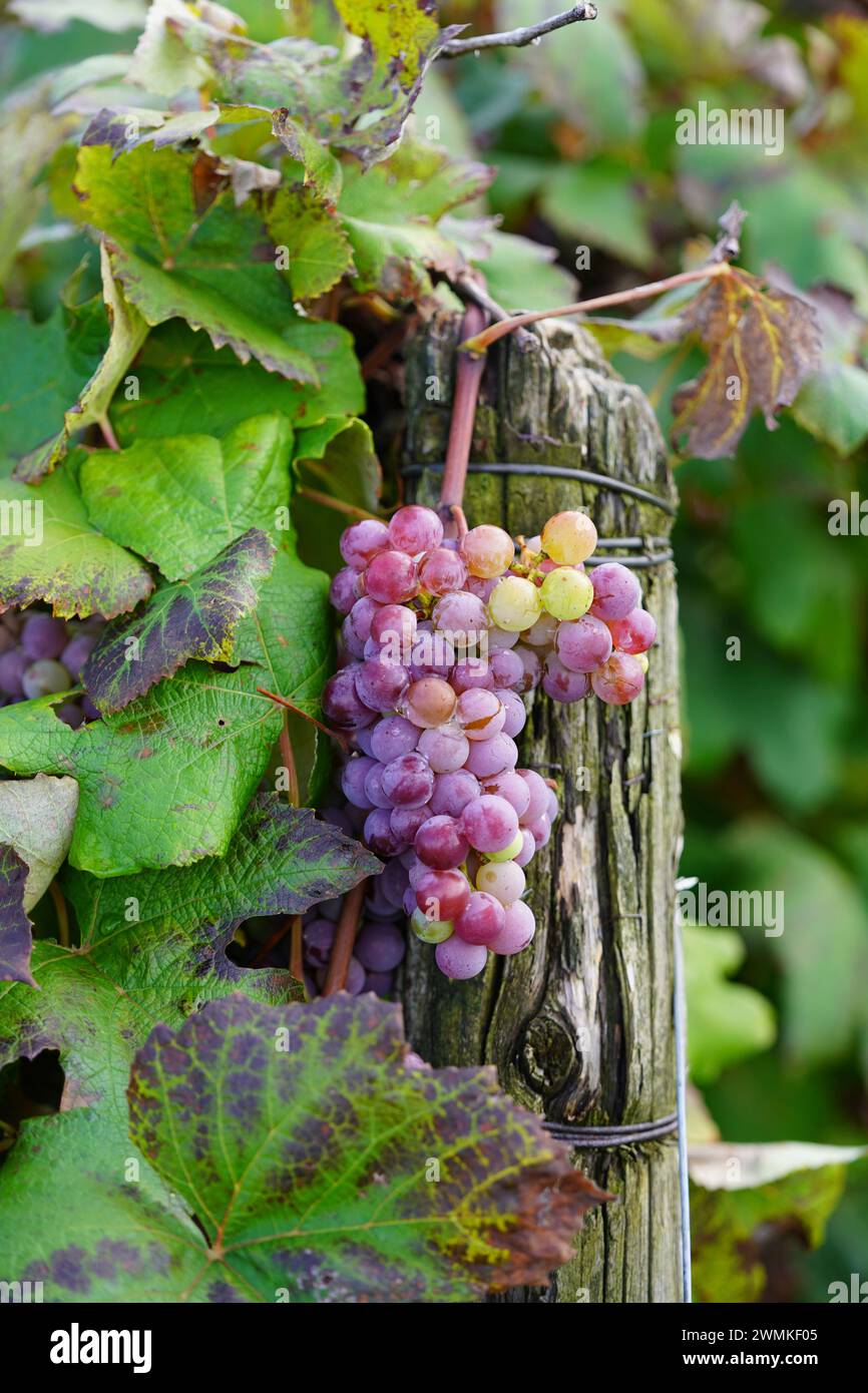 Clusters of ripe grapes on a vine with post and wire, Finger Lakes ...