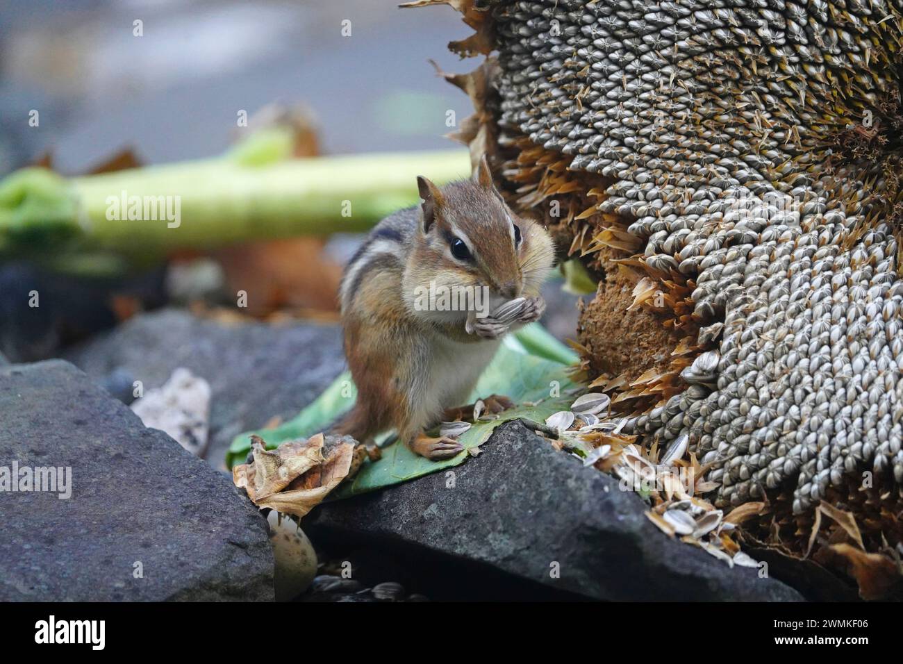 Chipmunk eats sunflower seeds from a fallen sunflower Stock Photo - Alamy