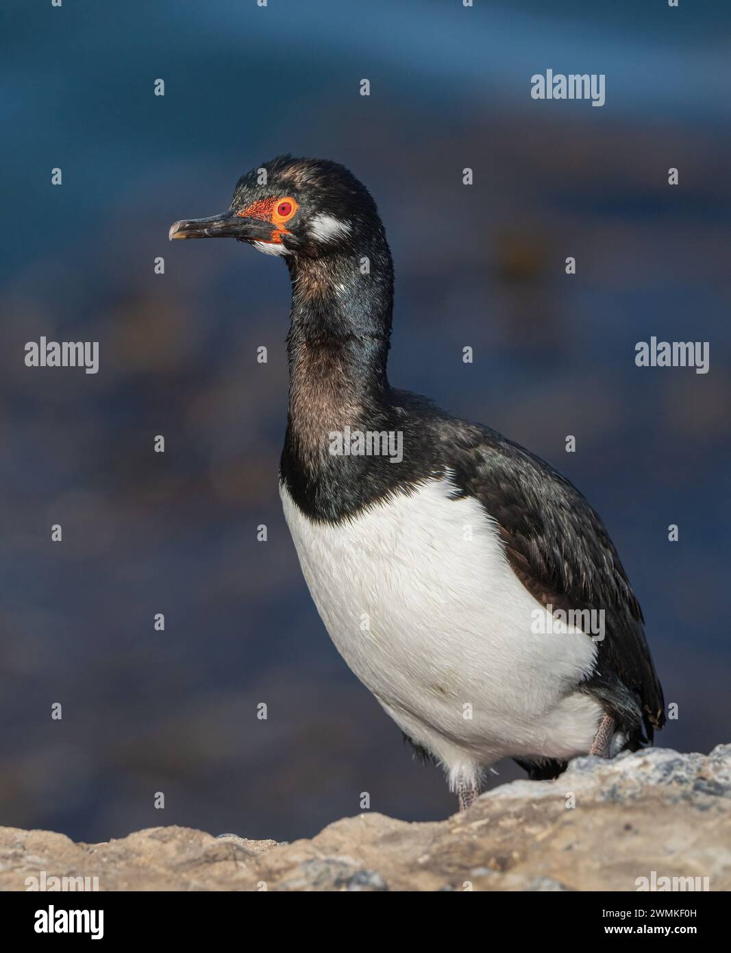 Shag rock phalacrocorax magellanicus hi-res stock photography and ...
