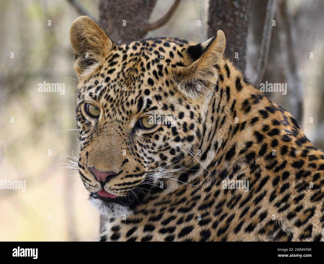 Portrait of a leopard with tongue visible Stock Photo - Alamy