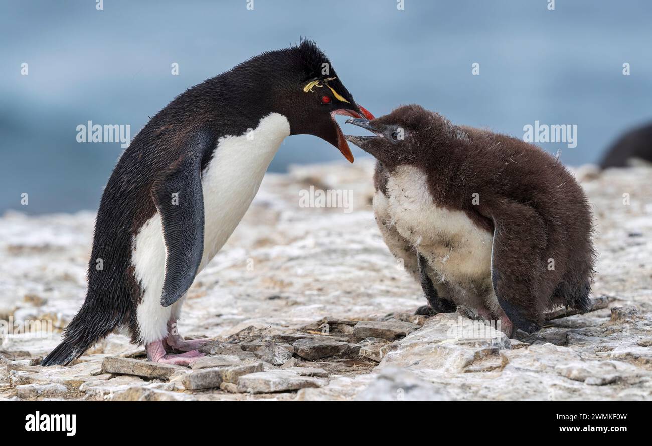Rockhopper parent feeding chick Stock Photo - Alamy