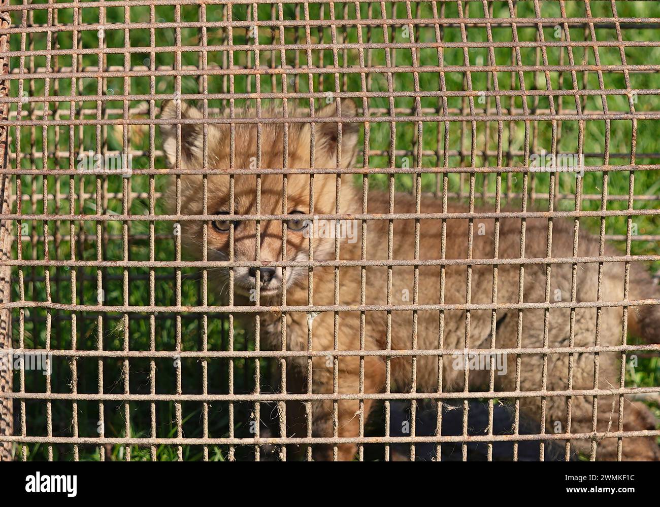 Red fox kit (Vulpes vulpes) caught in a live trap Stock Photo - Alamy