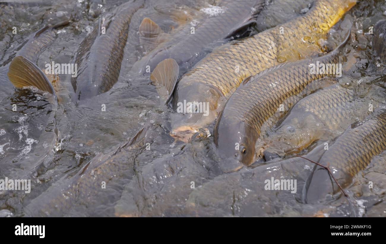 Carp spawning on the surface of water Stock Photo - Alamy