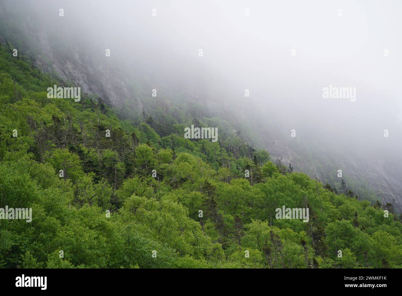 View of coastal fog over a mountain cliff with a green, tree-covered ...