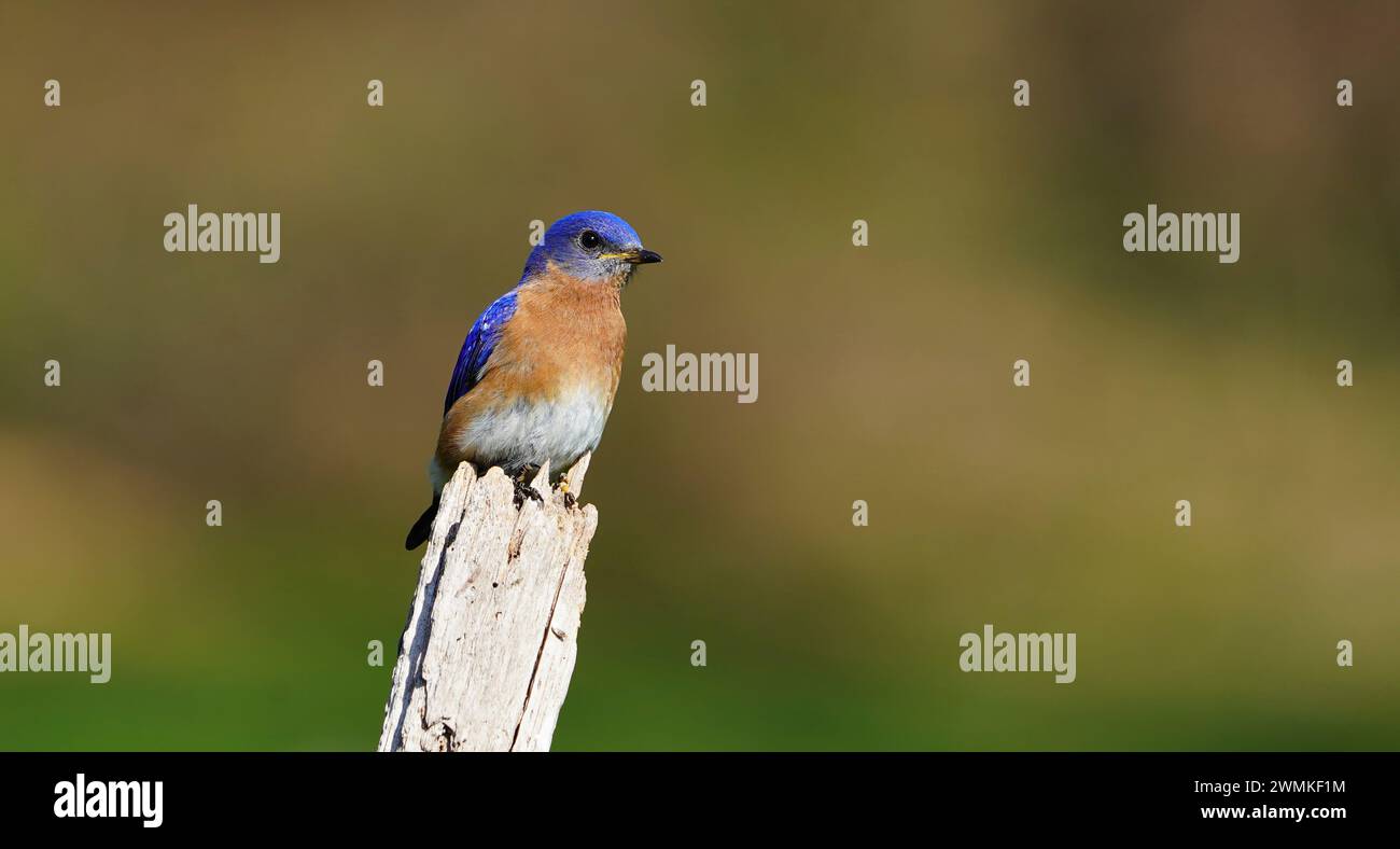 Dead bluebird hi-res stock photography and images - Alamy