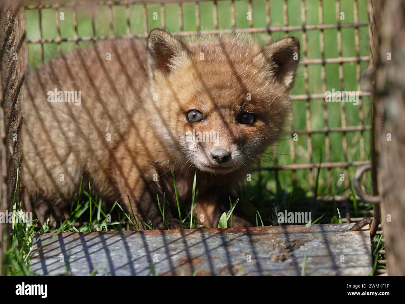 Red fox kit (Vulpes vulpes) caught in a live trap Stock Photo - Alamy