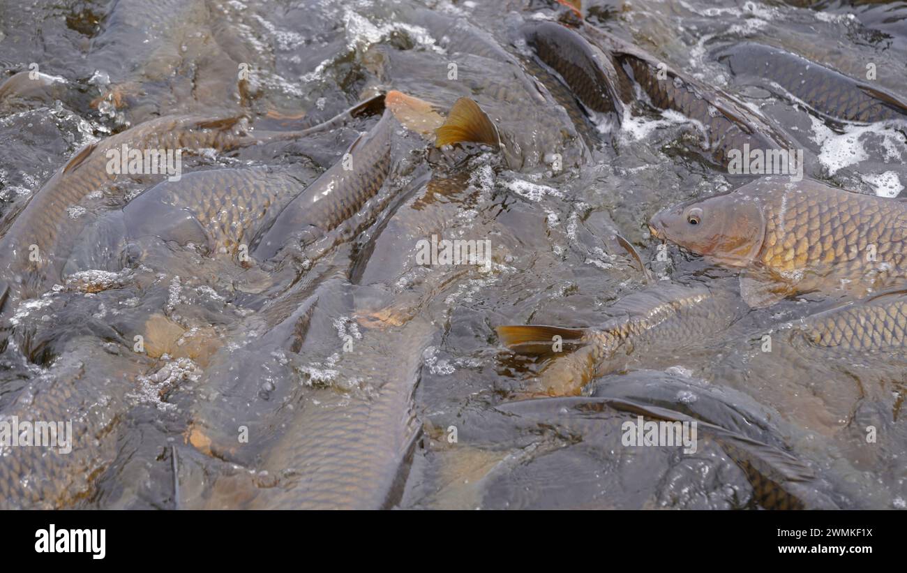 Carp spawning on the surface of water Stock Photo - Alamy